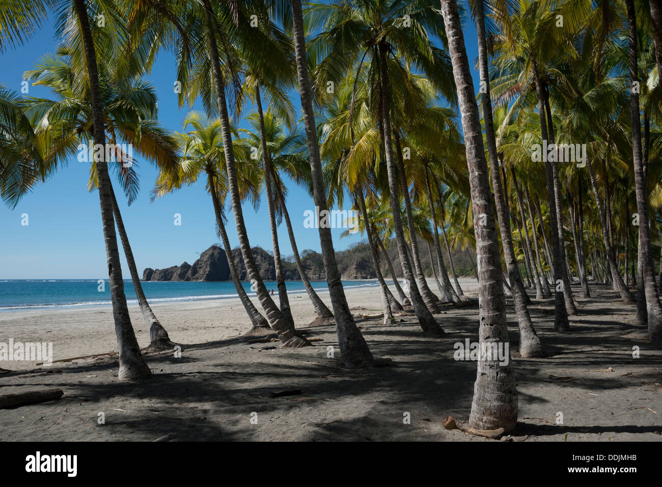 Palms along a beach in Costa Rica Stock Photo - Alamy