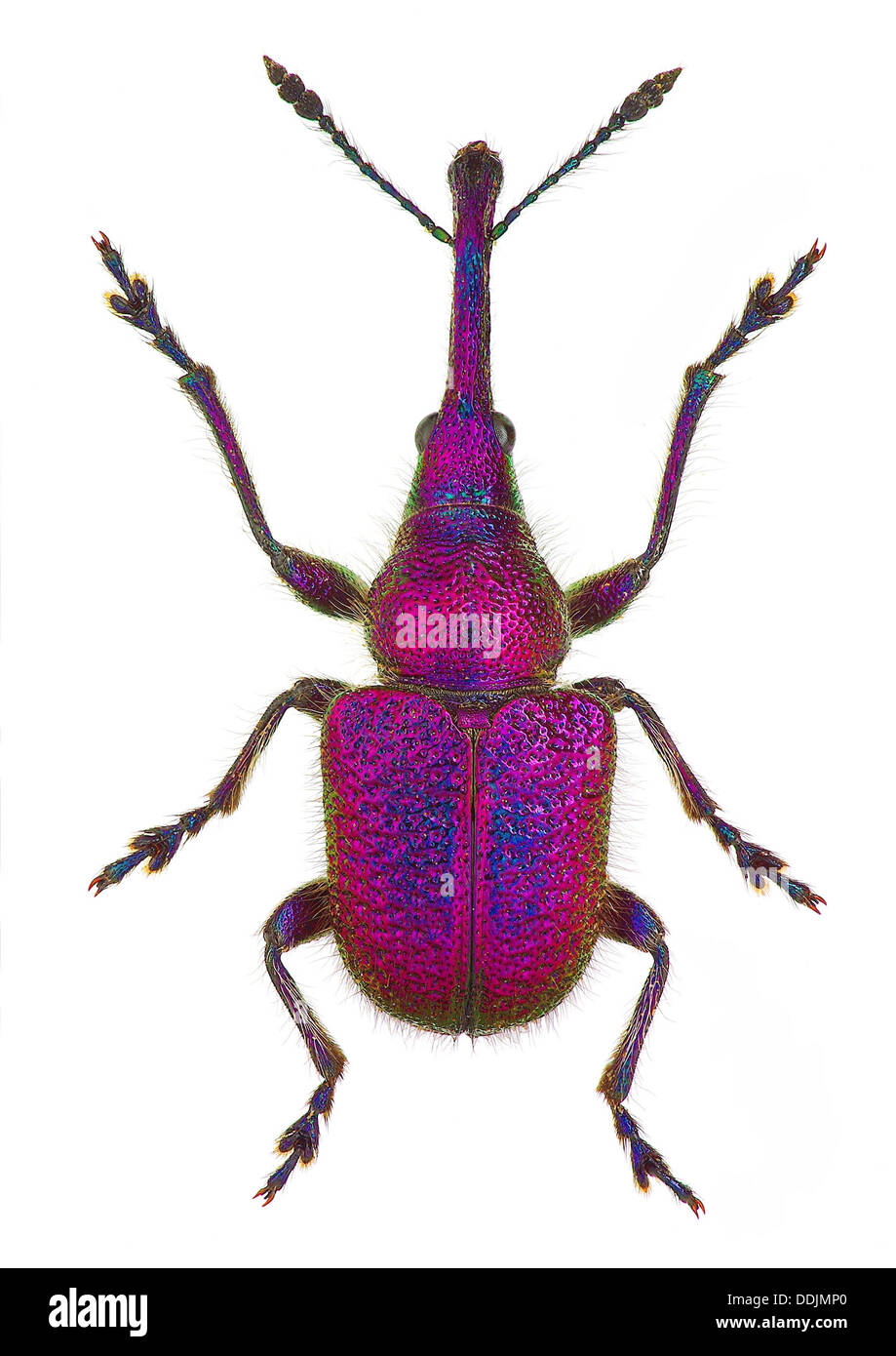 amazing leaf-rolling weevil of the genus Rhynchites, isolated on white ...