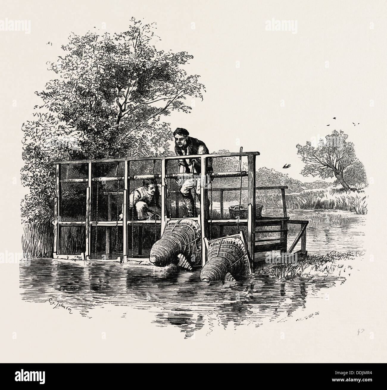 European eel historic hi-res stock photography and images - Alamy