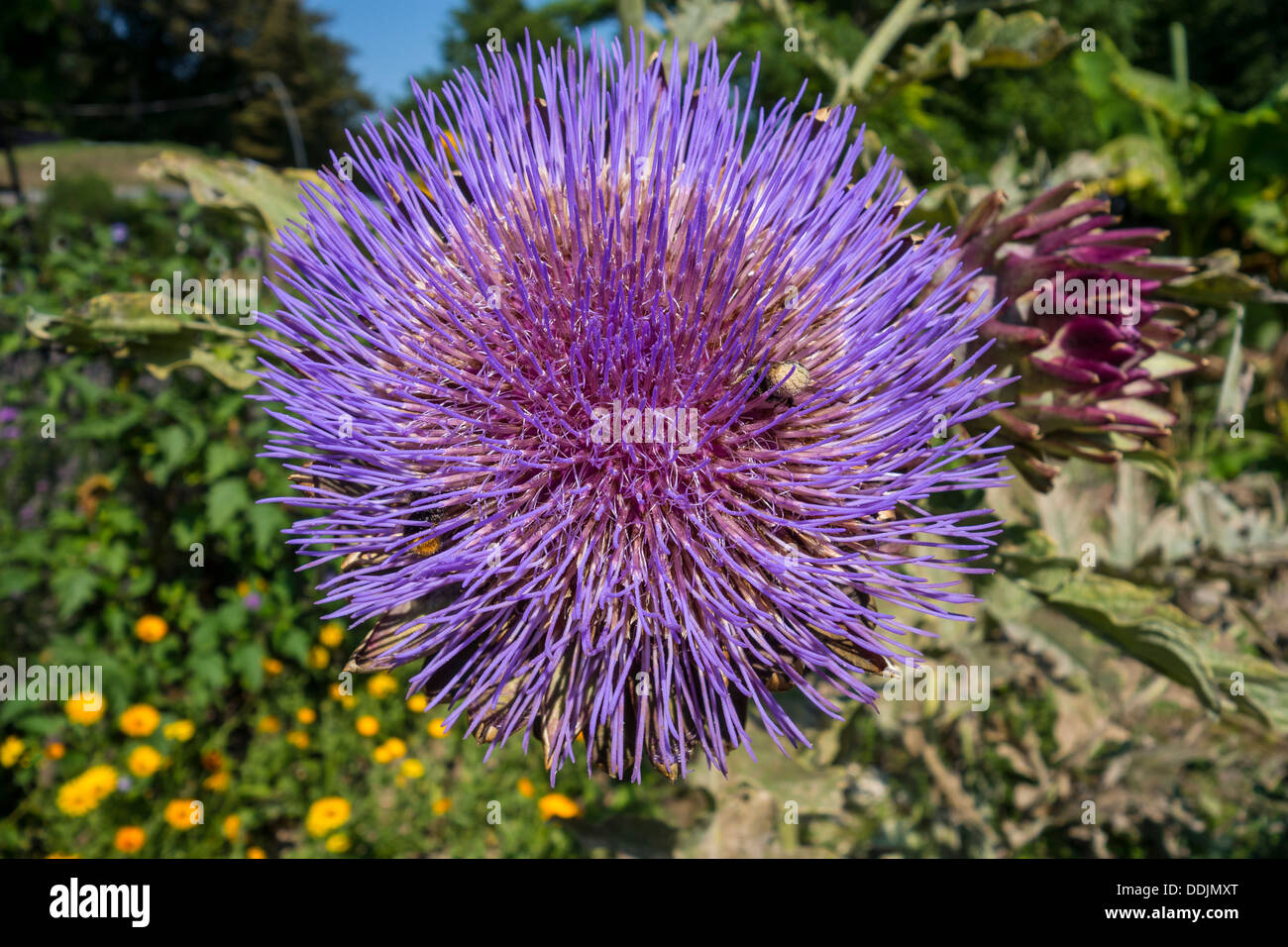 Blue thistle hi-res stock photography and images - Alamy