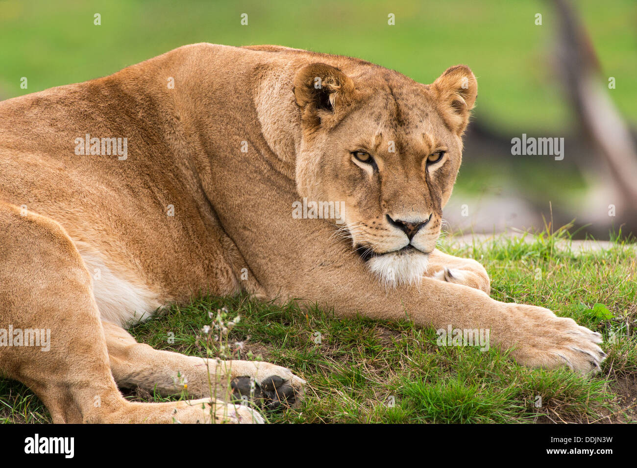 Magnificent lioness hi-res stock photography and images - Alamy