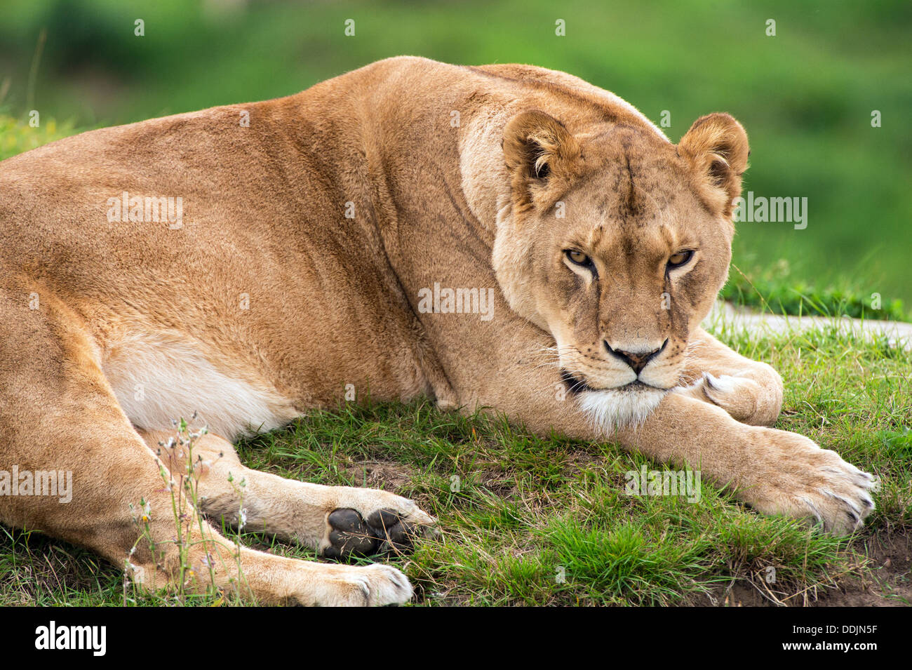 Magnificent lioness hi-res stock photography and images - Alamy