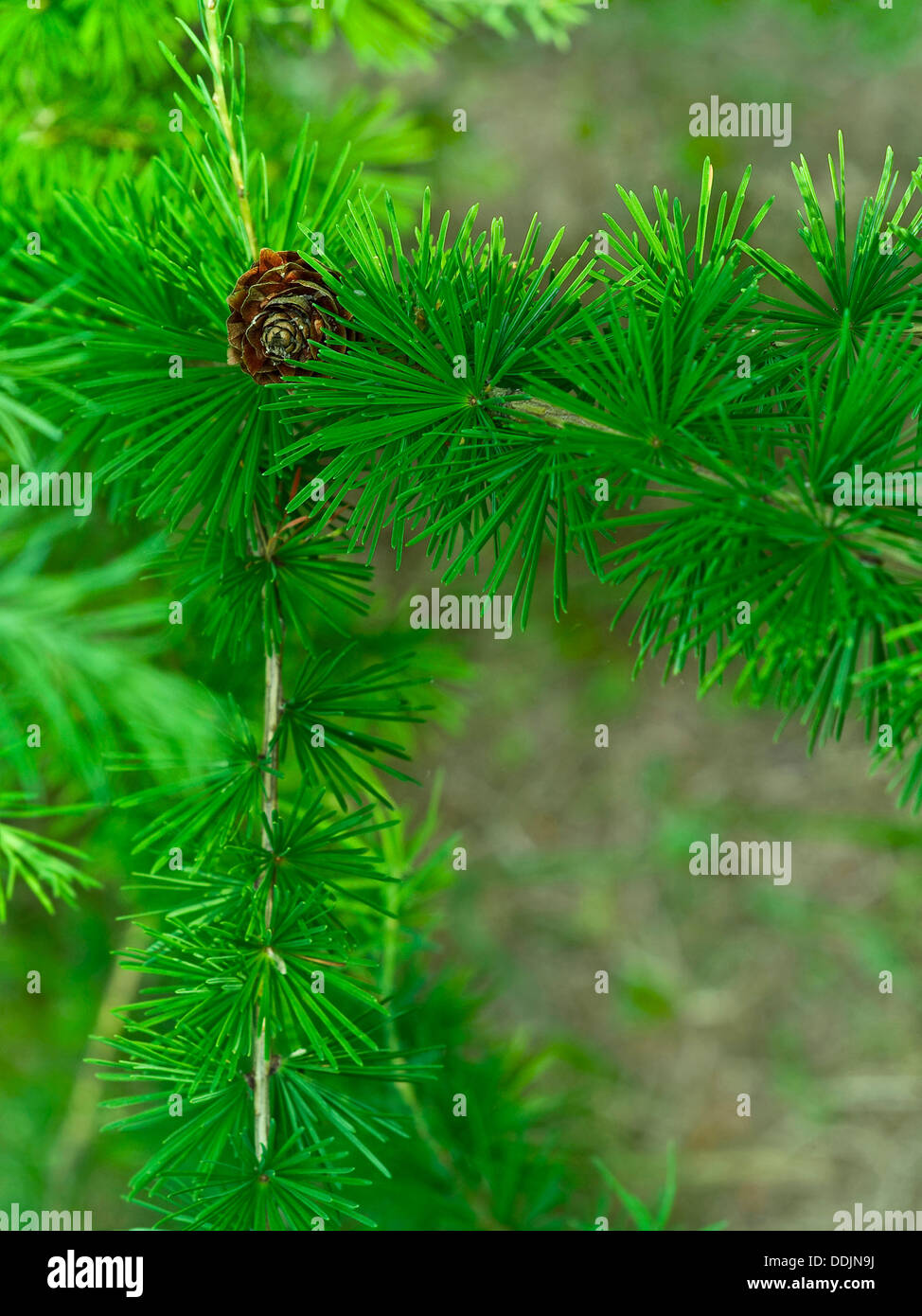the conifers branch with his cone Stock Photo - Alamy