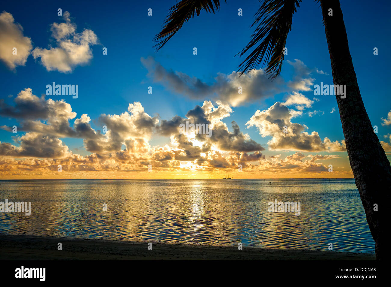 COOK ISLANDS: silhouetted palm tree with Tall Ship in the distance ...