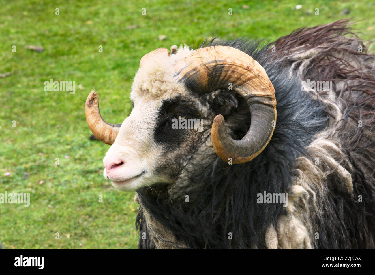 Faroes sheep, Faroe Islands Stock Photo - Alamy