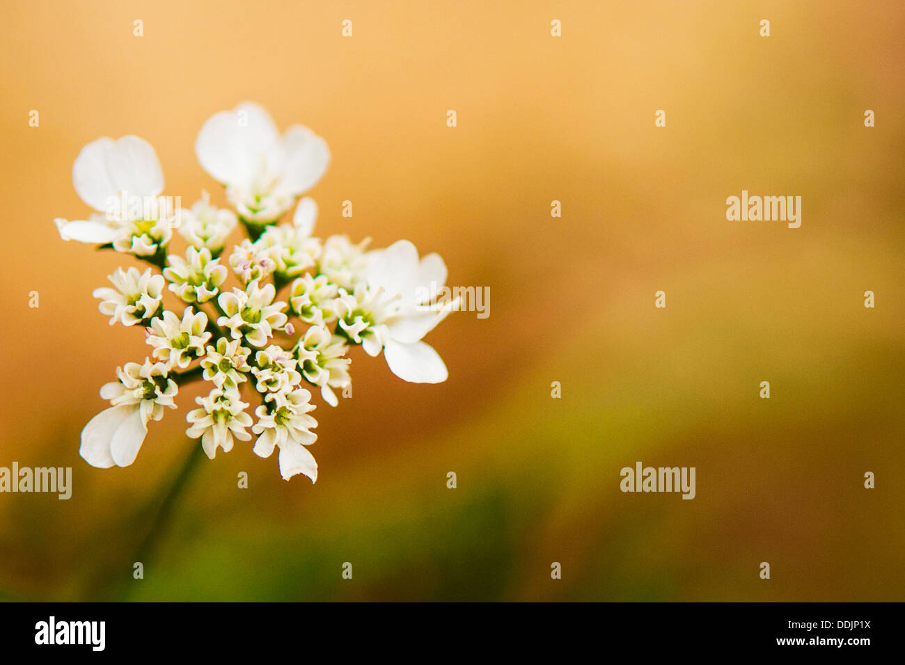 Cilantro cilantro hi-res stock photography and images - Alamy