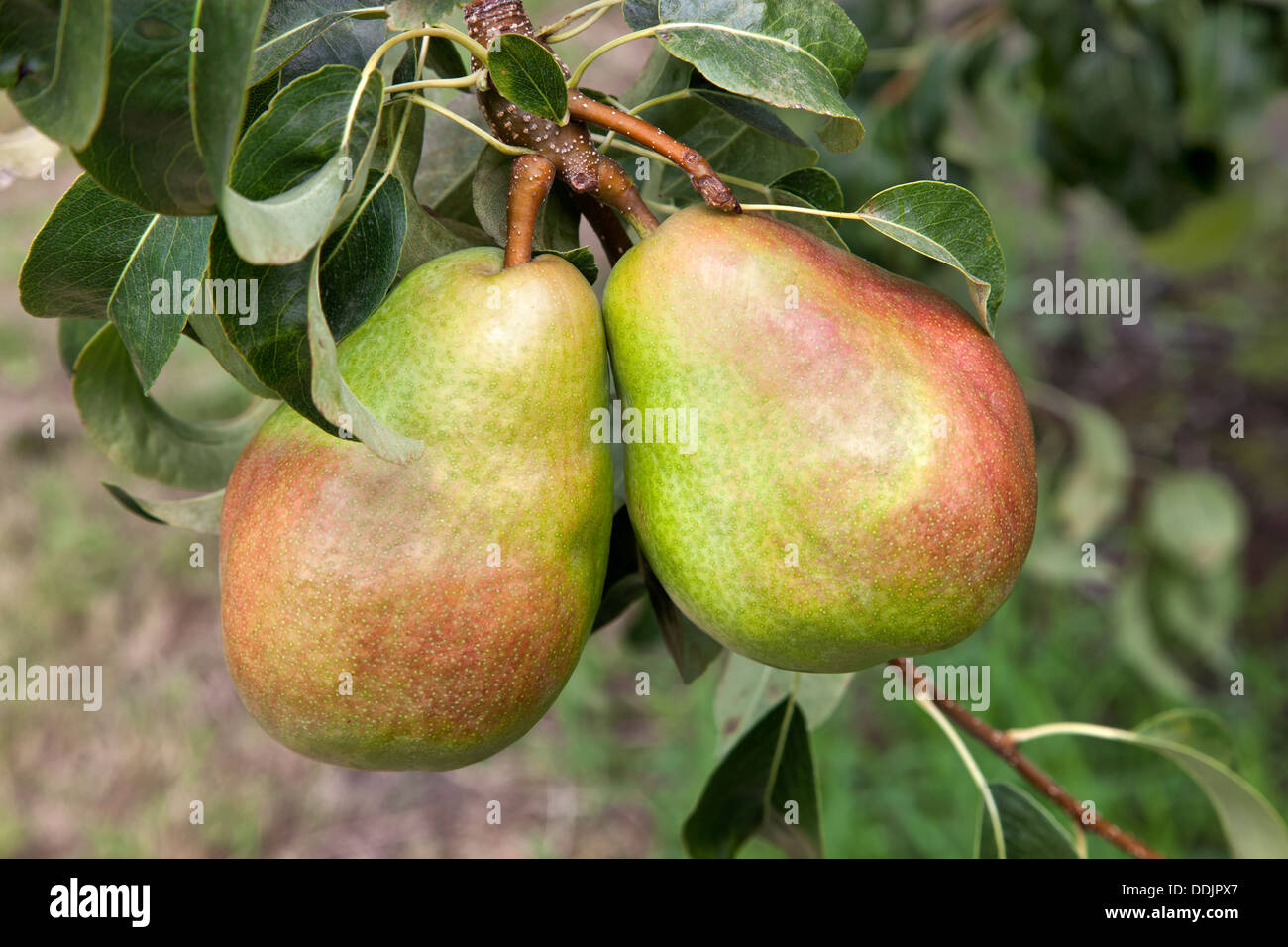 Mature bartlett pears hi-res stock photography and images - Alamy