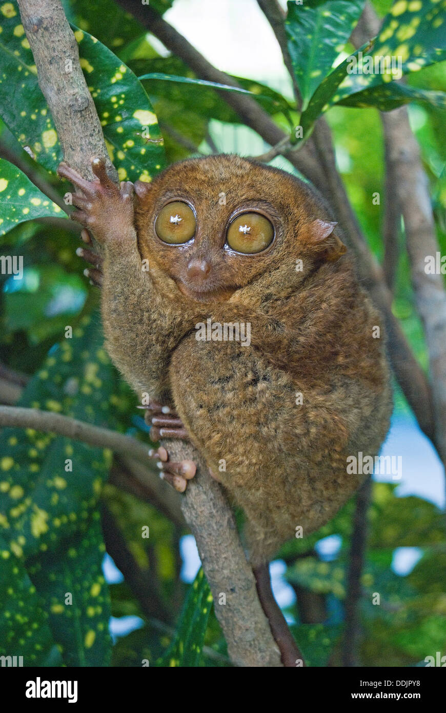The Philippine Tarsier (Carlito syrichta) on branch of tree, Loboc ...