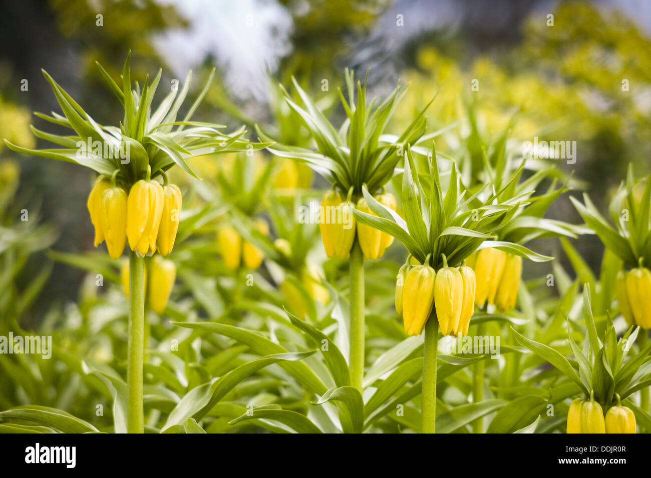 Crown Imperial Fritillary Uk High Resolution Stock Photography and ...