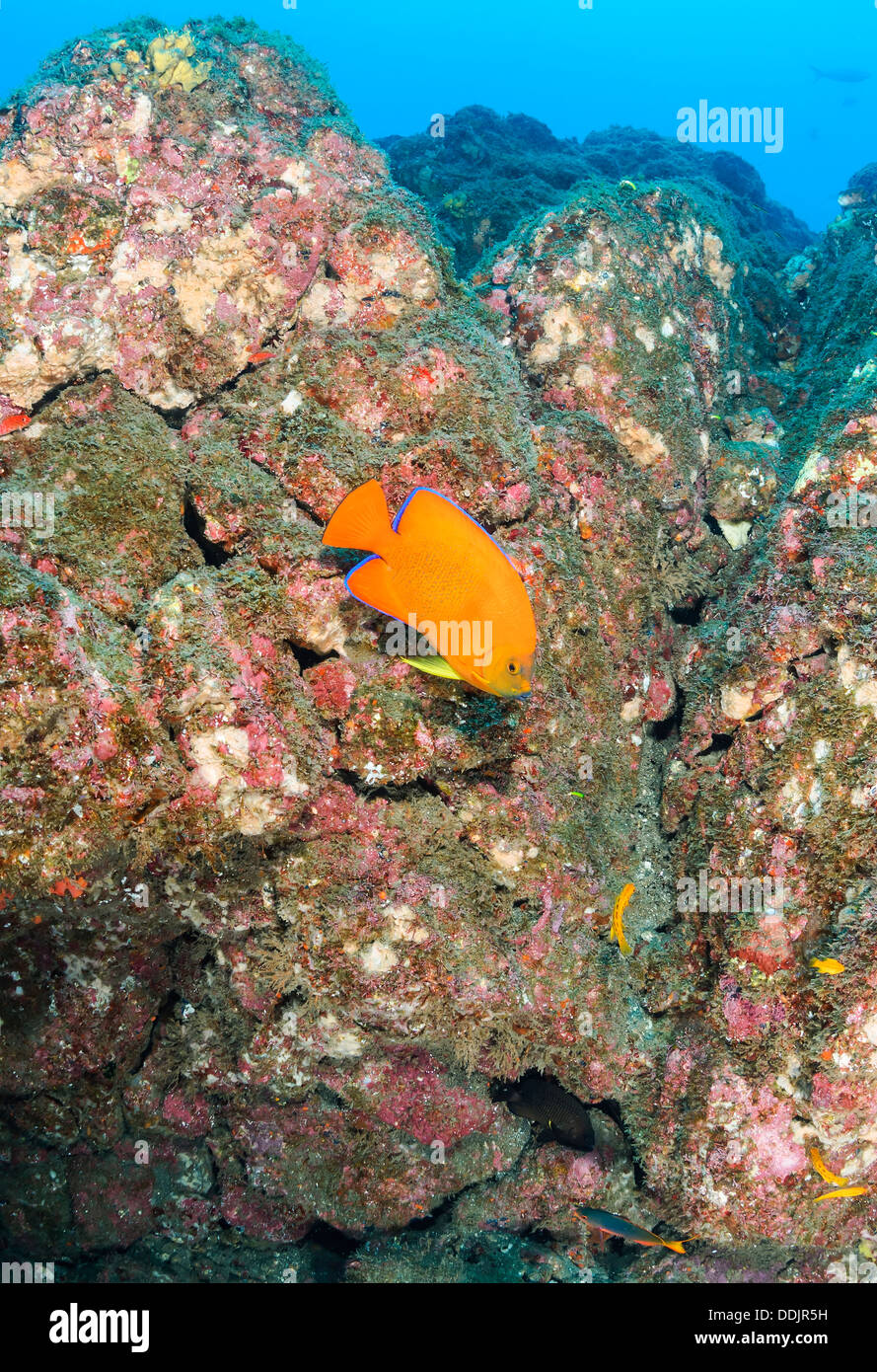 Clarion angelfish, Holacanthus clarionensis, Revillagigedos Archipelago ...