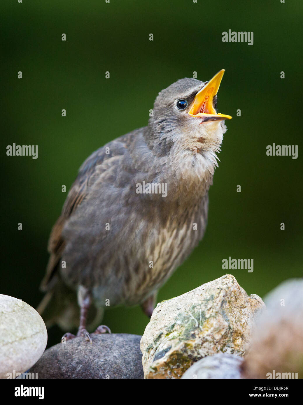 Young common starling hi-res stock photography and images - Alamy