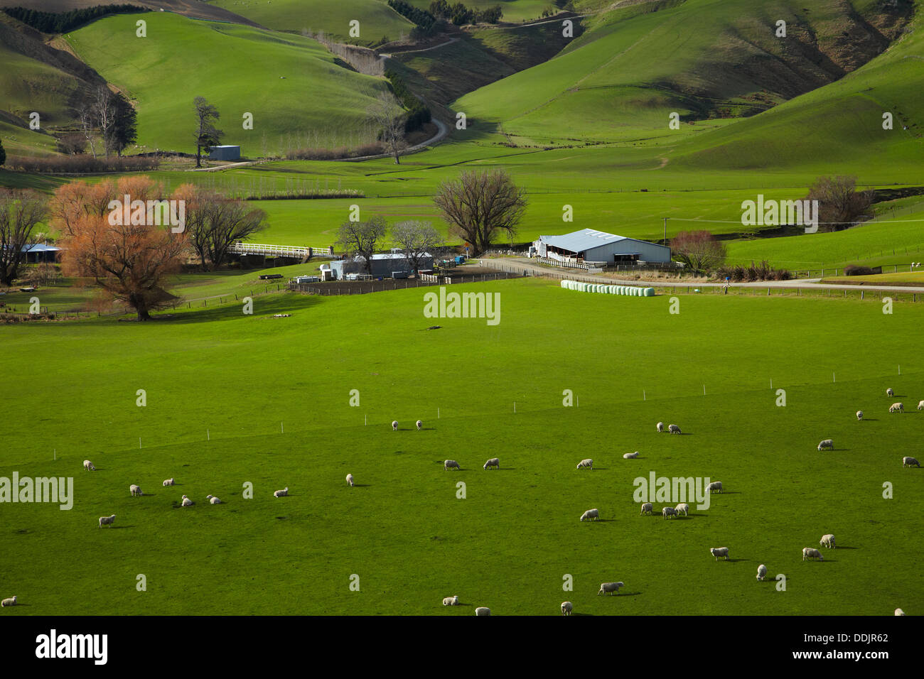 Farmland near waitahuna hi-res stock photography and images - Alamy