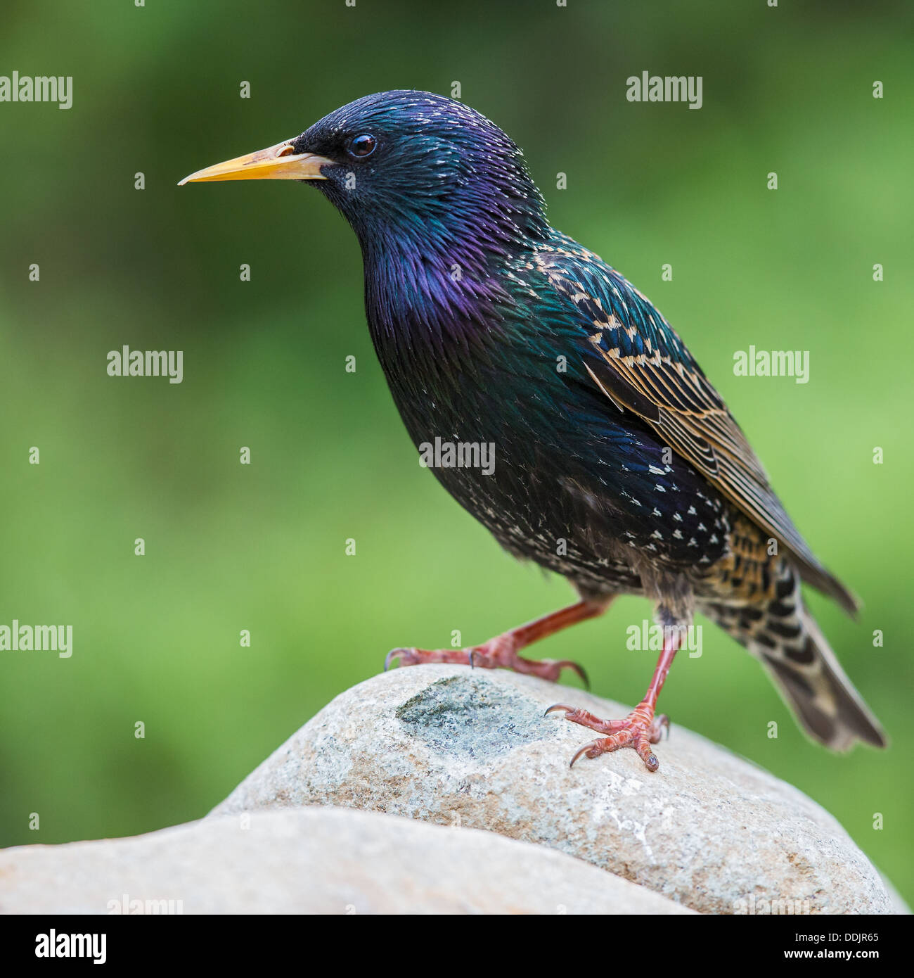 Common starling (sturnus vulgaris) standing on a rock, side view Stock ...