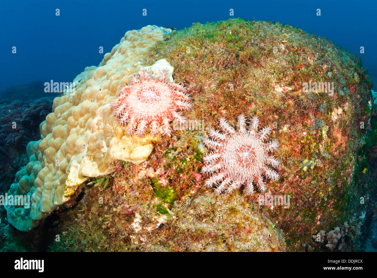 Crown of thorns sea star hi-res stock photography and images - Alamy