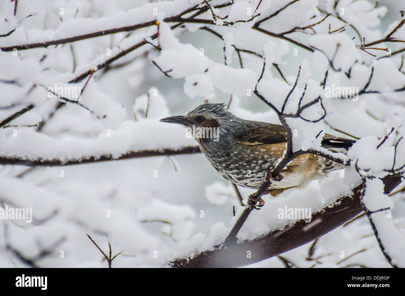 The snow bird Stock Photo - Alamy