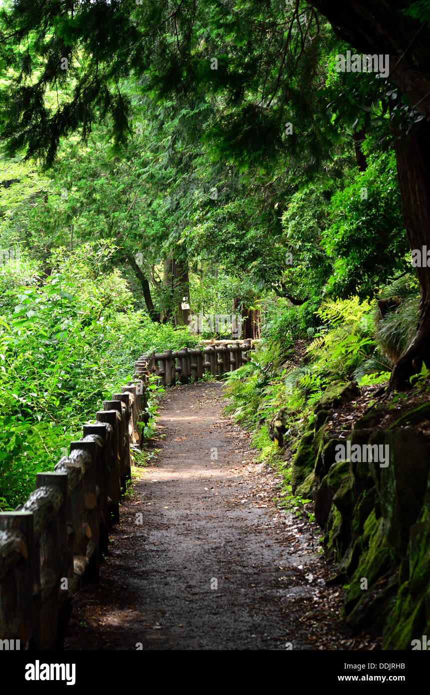 Tree lined trail hi-res stock photography and images - Alamy