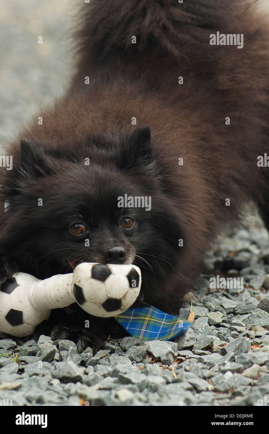 Dog play bow hi-res stock photography and images - Alamy