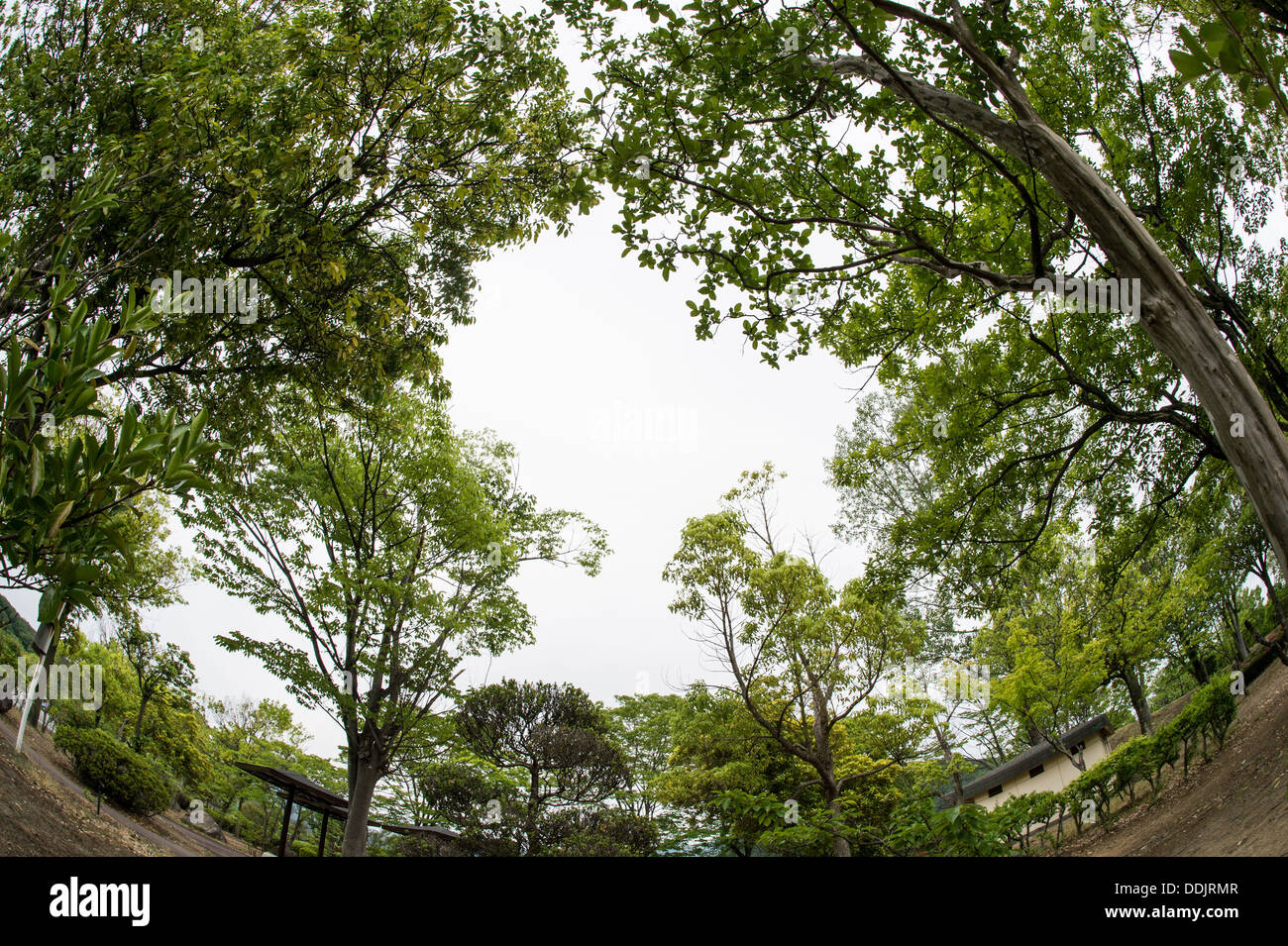 Fish eye sky tree hi-res stock photography and images - Alamy