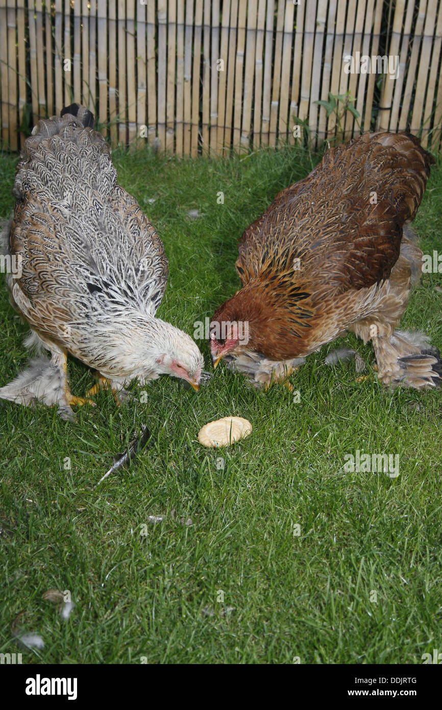 Brahma chickens hi-res stock photography and images - Alamy