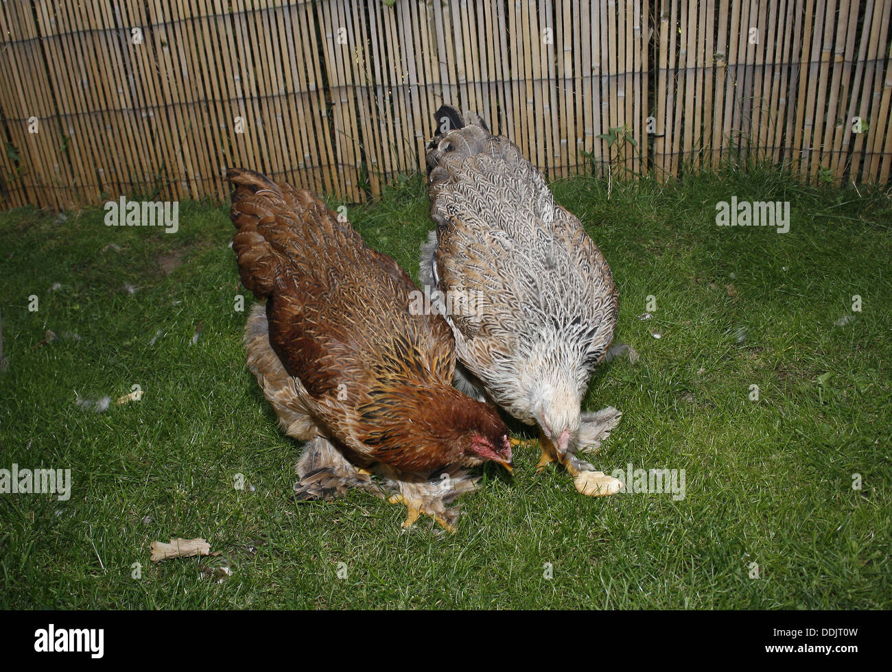 Brahma chickens eating biscuits in garden Stock Photo - Alamy