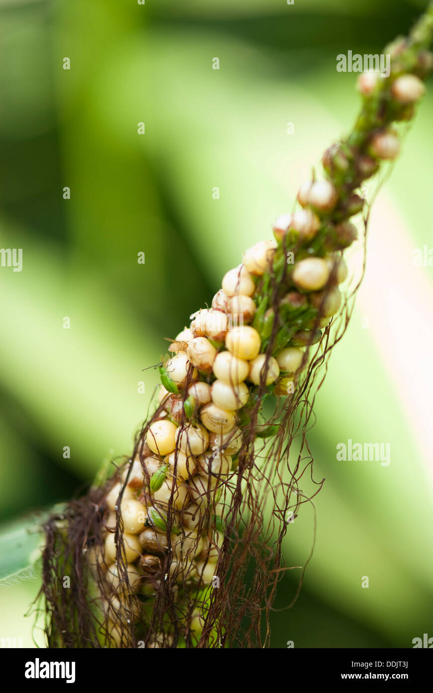 Ear of corn growing in field hi-res stock photography and images - Alamy