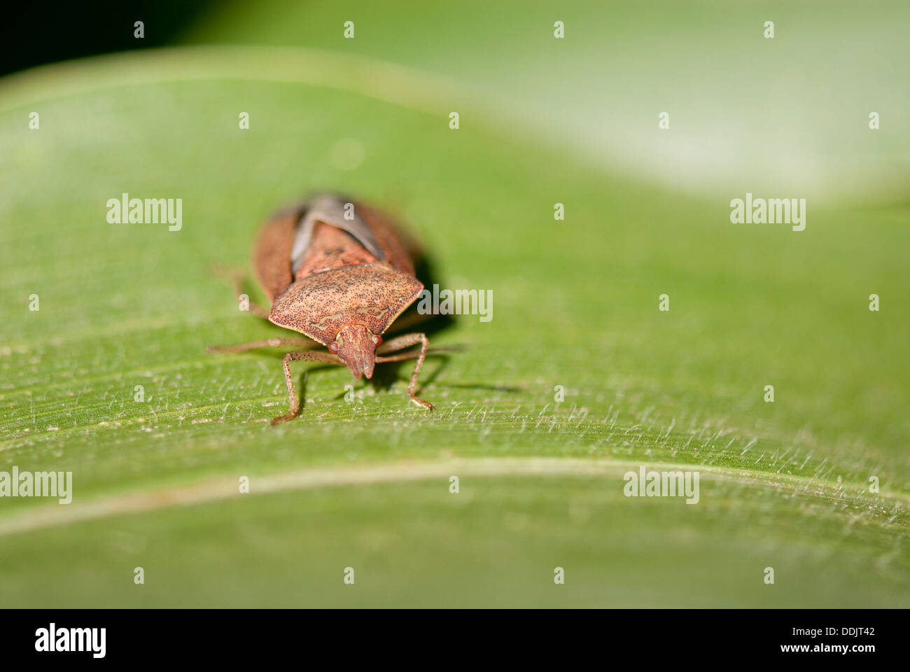 Heteroptera High Resolution Stock Photography and Images - Alamy