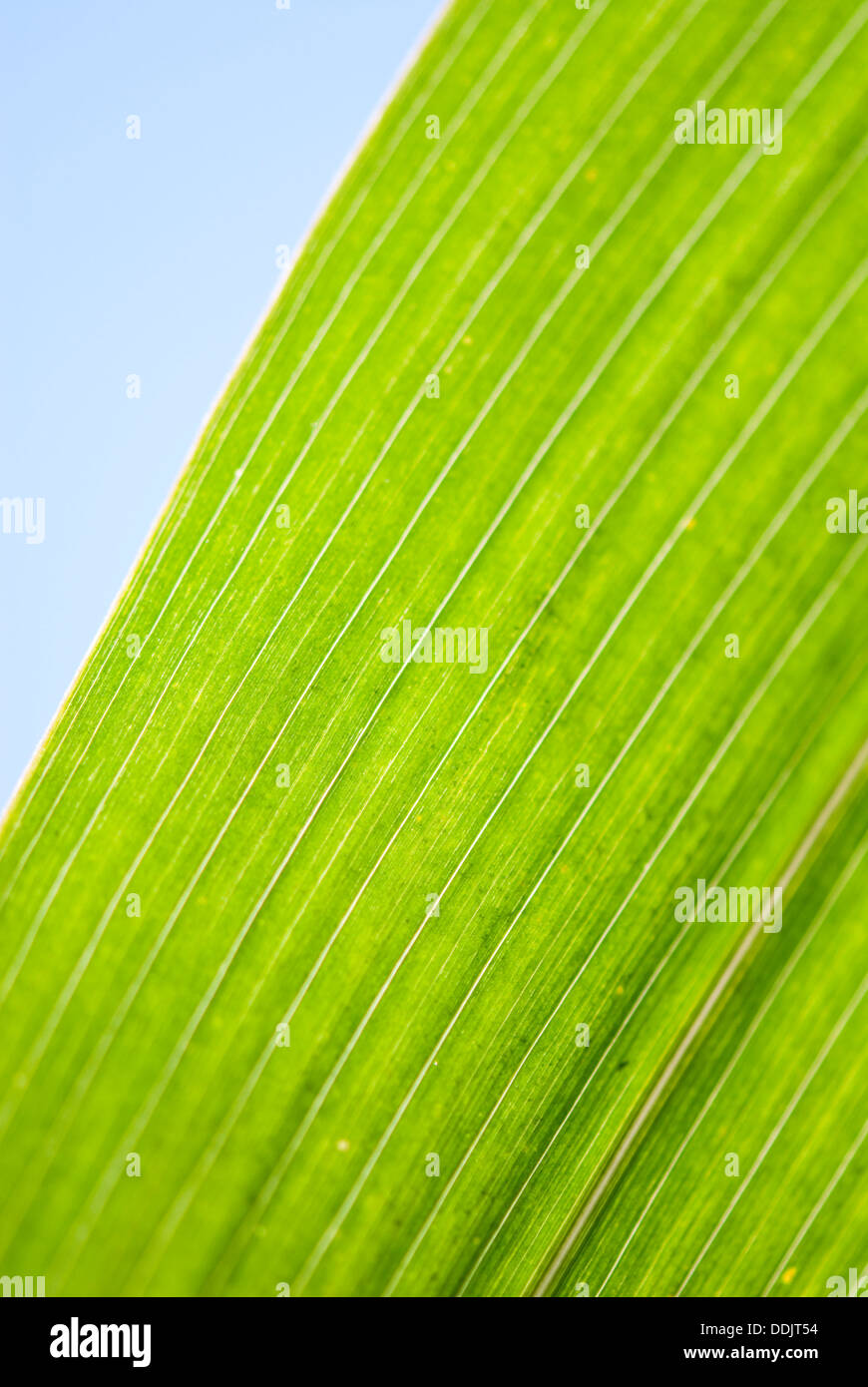 Corn leaf viewed from below Stock Photo - Alamy
