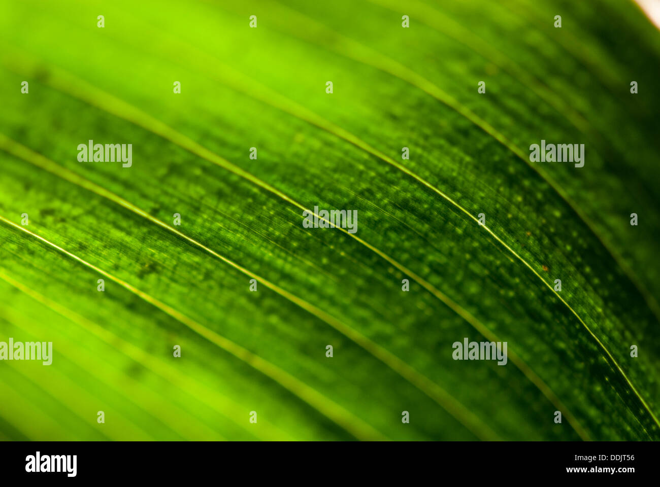 Corn leaf cell hi-res stock photography and images - Alamy