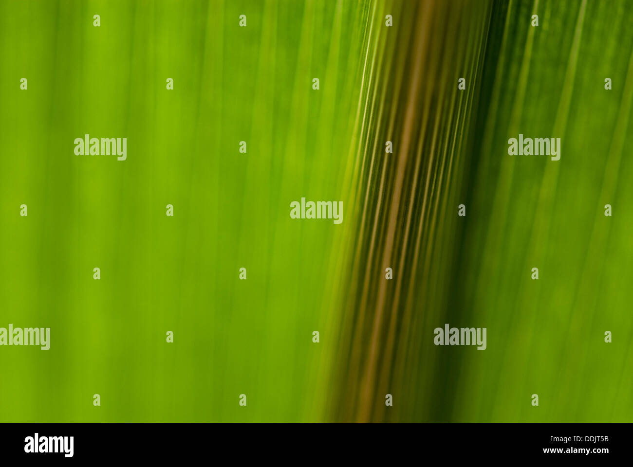 Smooth texture leaf hi-res stock photography and images - Alamy