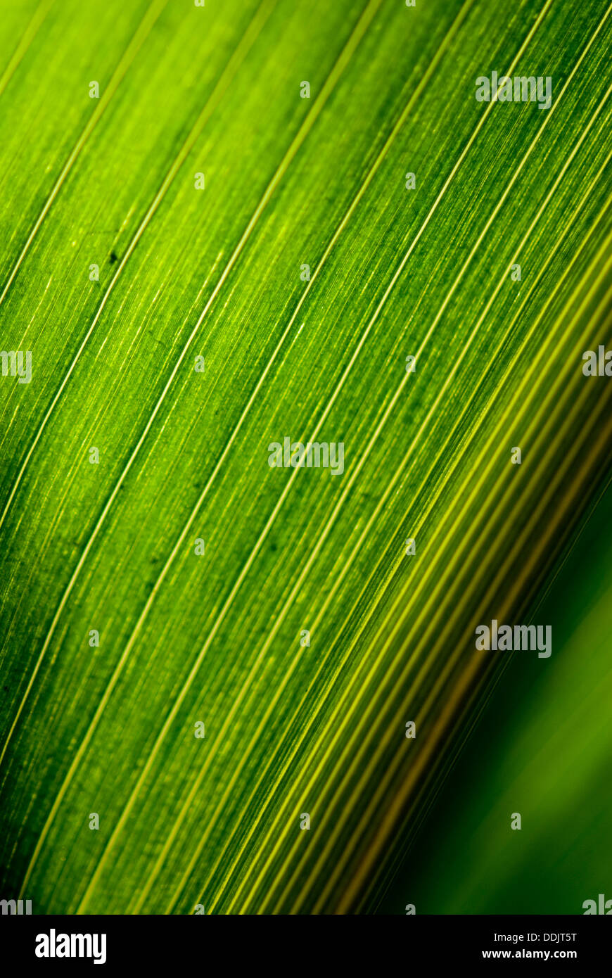Green Corn Leaf Texture High Resolution Stock Photography and Images ...