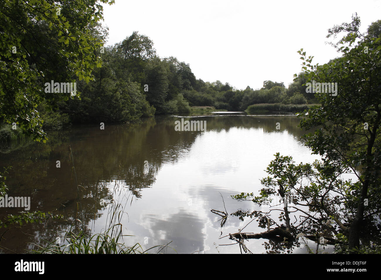 Roche Abbey, Maltby, Rotherham, South Yorkshire Stock Photo - Alamy