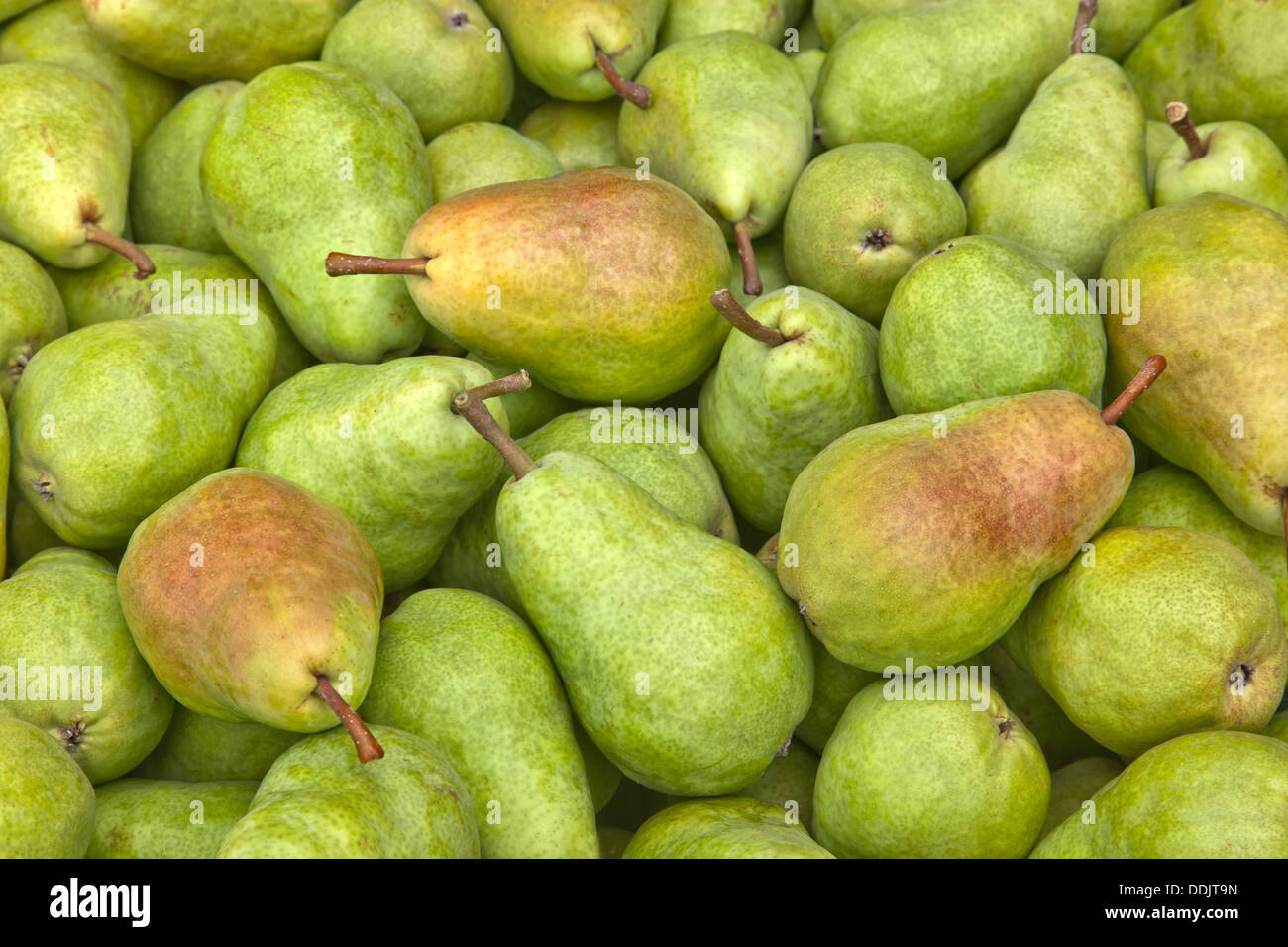 Bartlett pear tree hi-res stock photography and images - Alamy