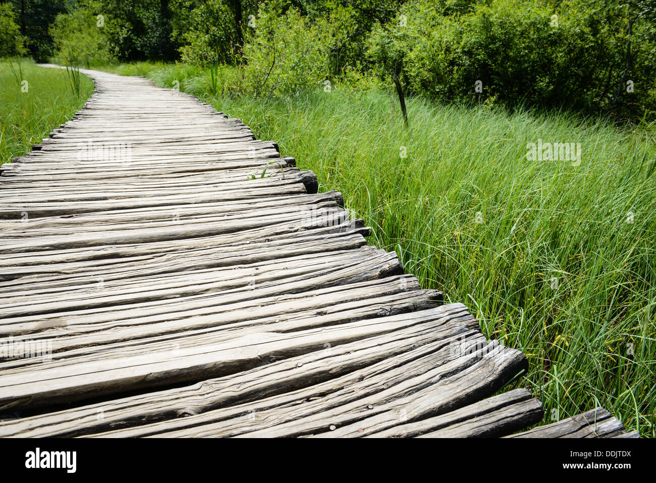 Wooden Path in the Forest Stock Photo - Alamy