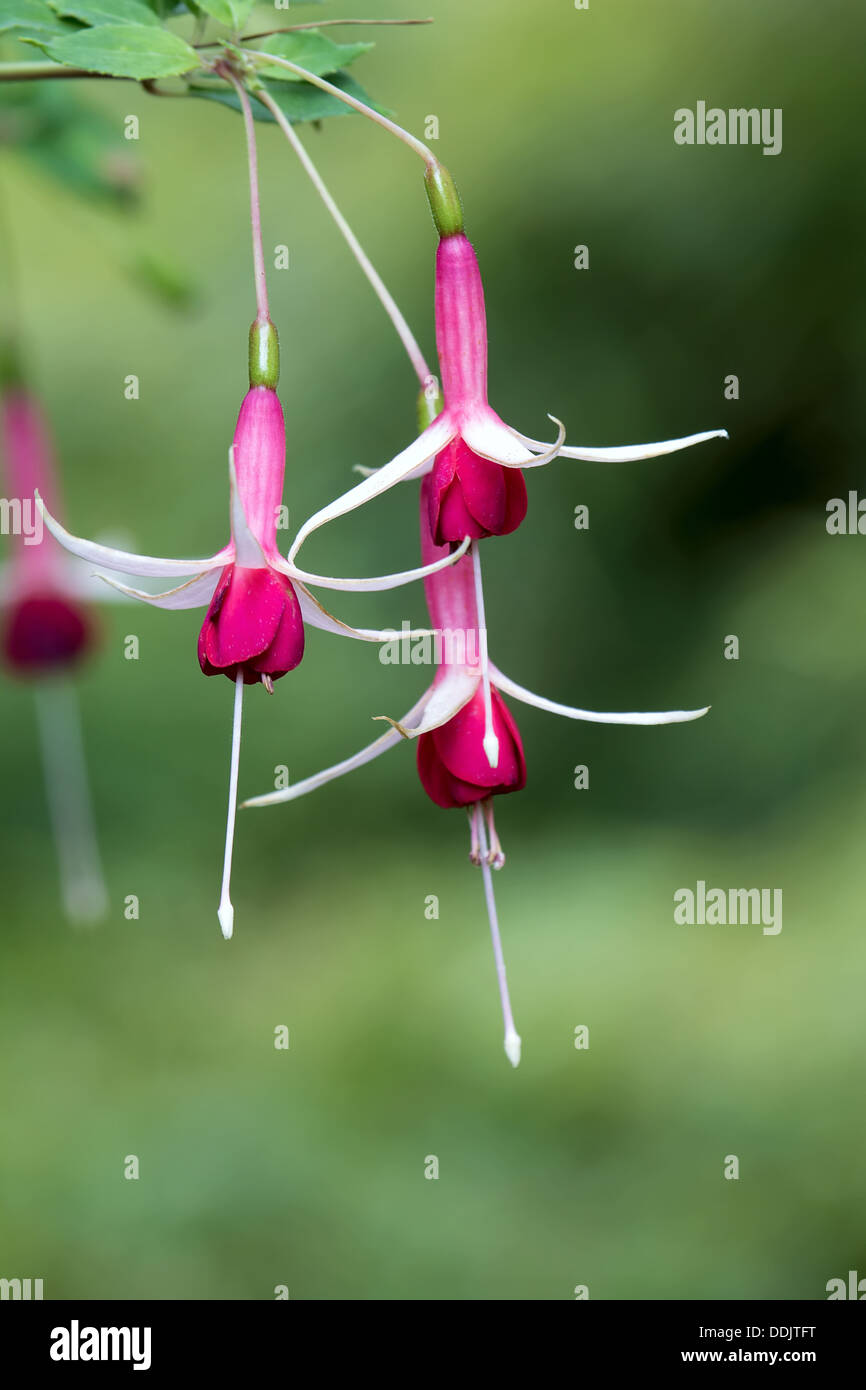 Pink Fuchsia Flowers on Blurred Background Closeup Stock Photo - Alamy
