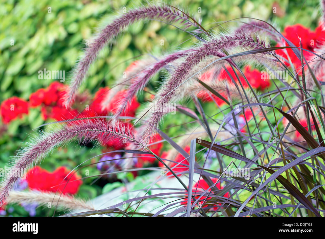 Pennisetum ornamental grass red hi-res stock photography and images - Alamy