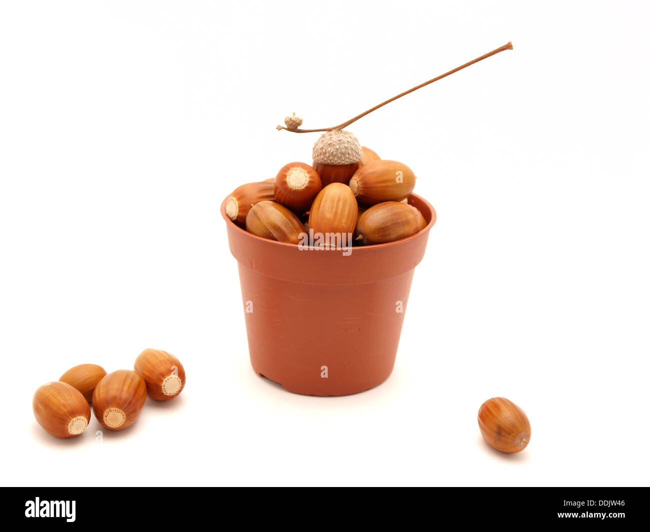 Brown acorns in autumn Cut Out Stock Images & Pictures - Alamy