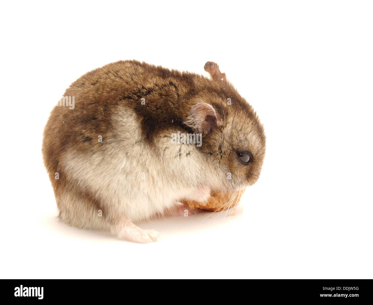 Hamster with a bread slice on a white background Stock Photo - Alamy