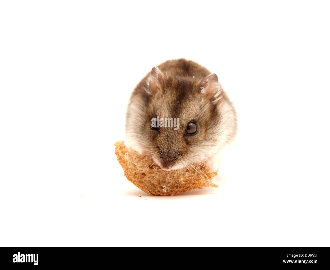 Hamster with a bread slice on a white background Stock Photo - Alamy