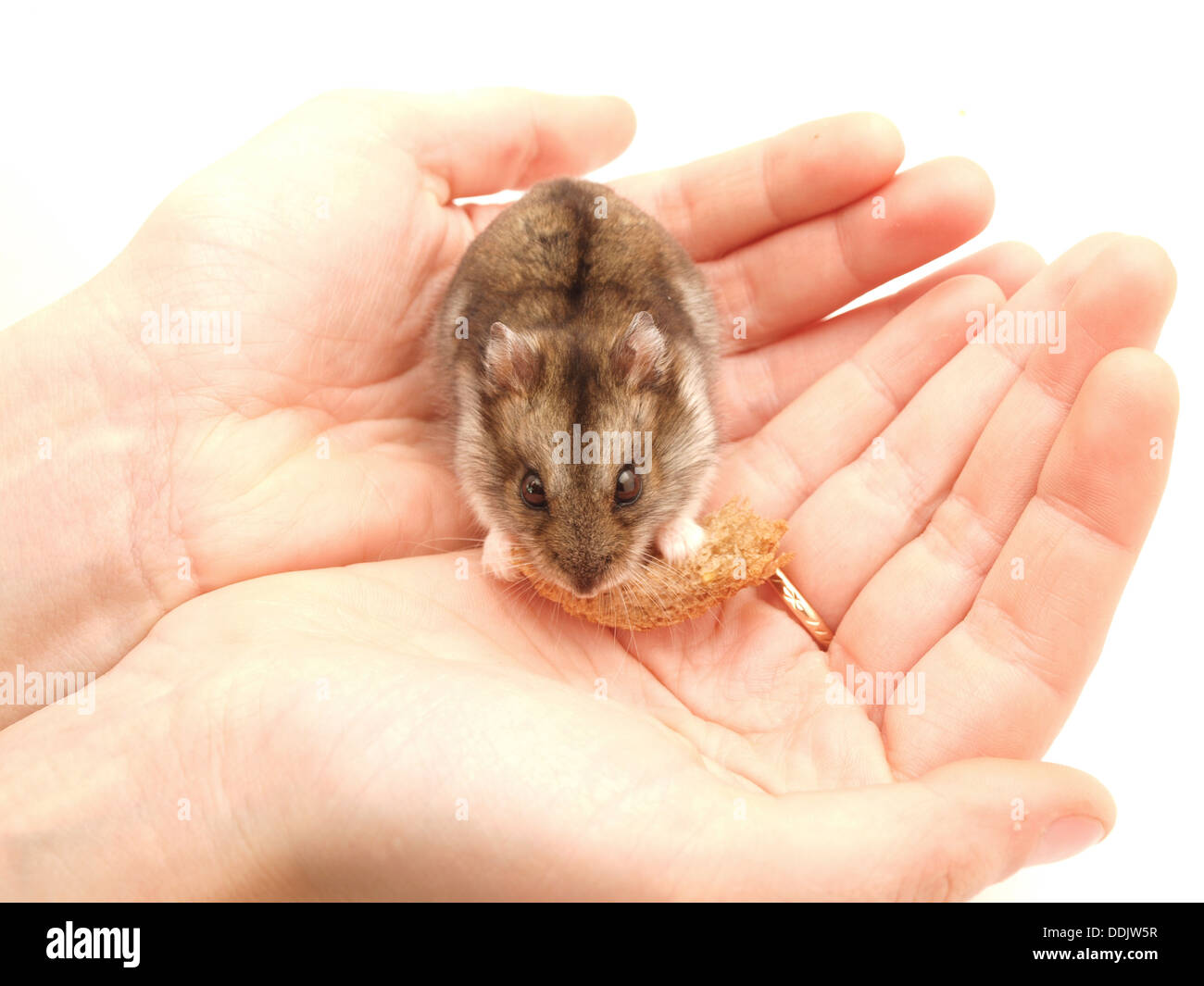 Siberian hamster hi-res stock photography and images - Alamy