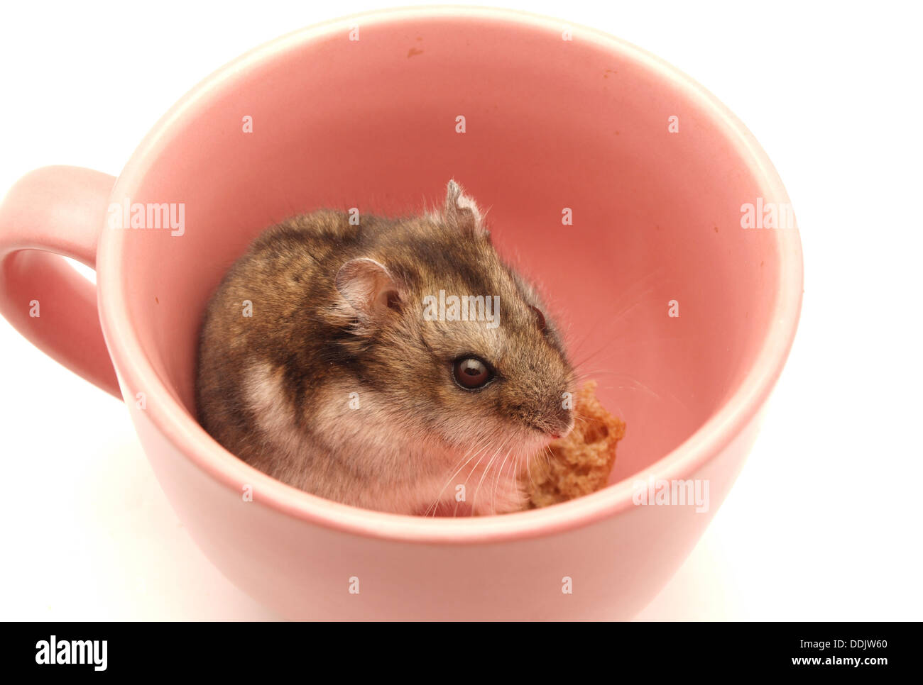 Hamster in a cup on a white background Stock Photo - Alamy
