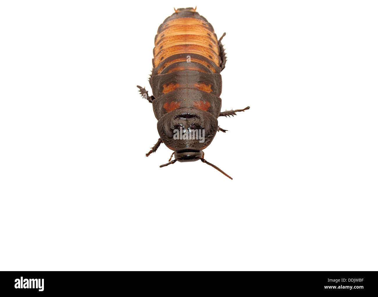 Madagascar cockroaches on a white background Stock Photo - Alamy