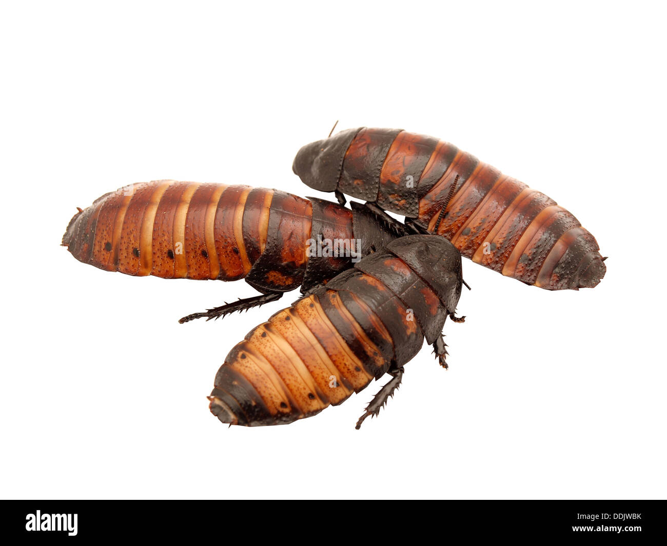 Cockroaches on food hi-res stock photography and images - Alamy