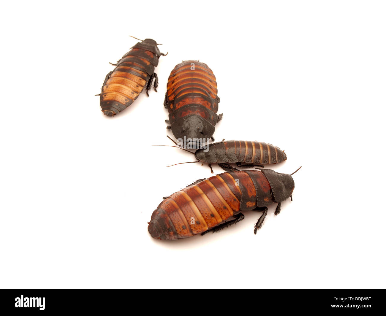 Cockroaches on food hi-res stock photography and images - Alamy