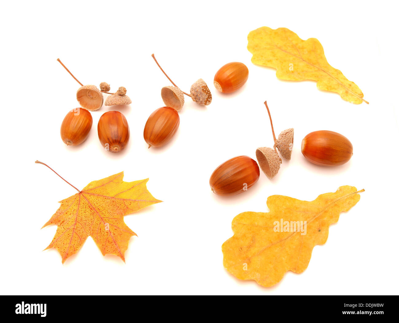 Autumn leaves acorns on Cut Out Stock Images & Pictures - Alamy