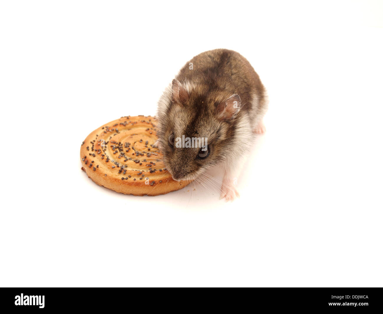 Hamster and cookies on a white background Stock Photo - Alamy