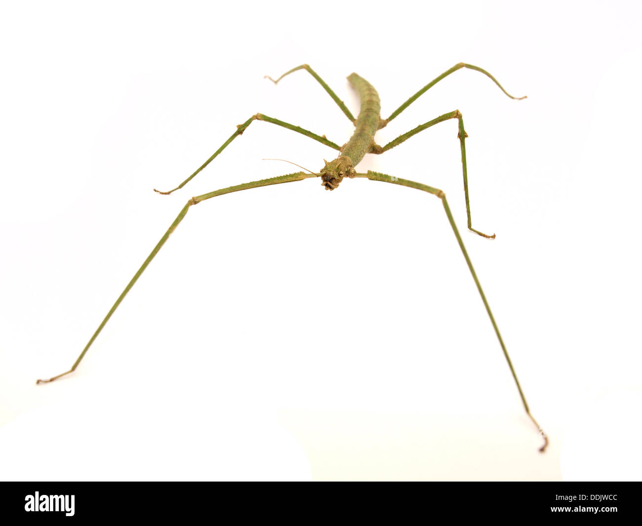 Carausius Cut Out Stock Images & Pictures - Alamy