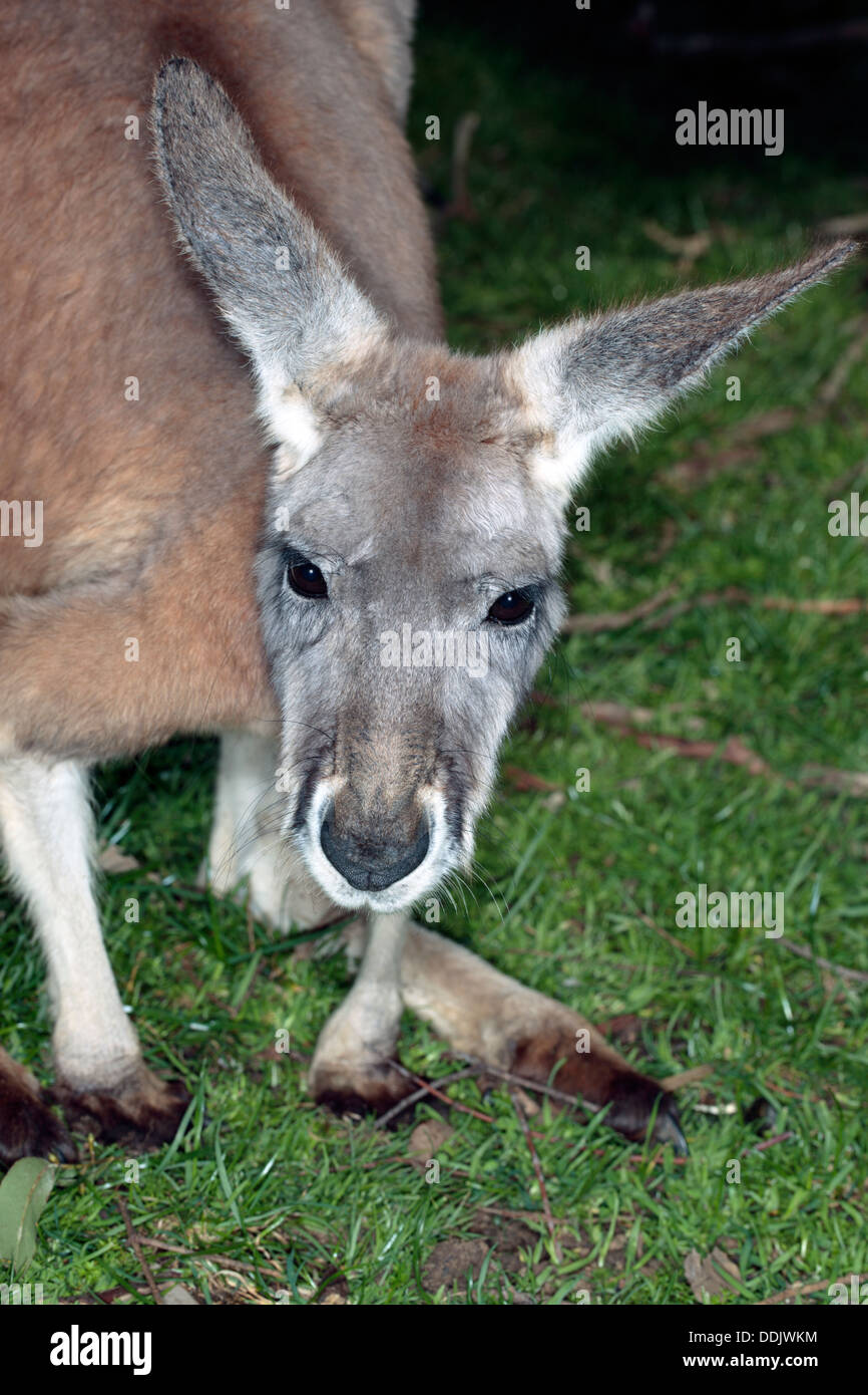 Australian red kangaroo macropus rufus hi-res stock photography and ...