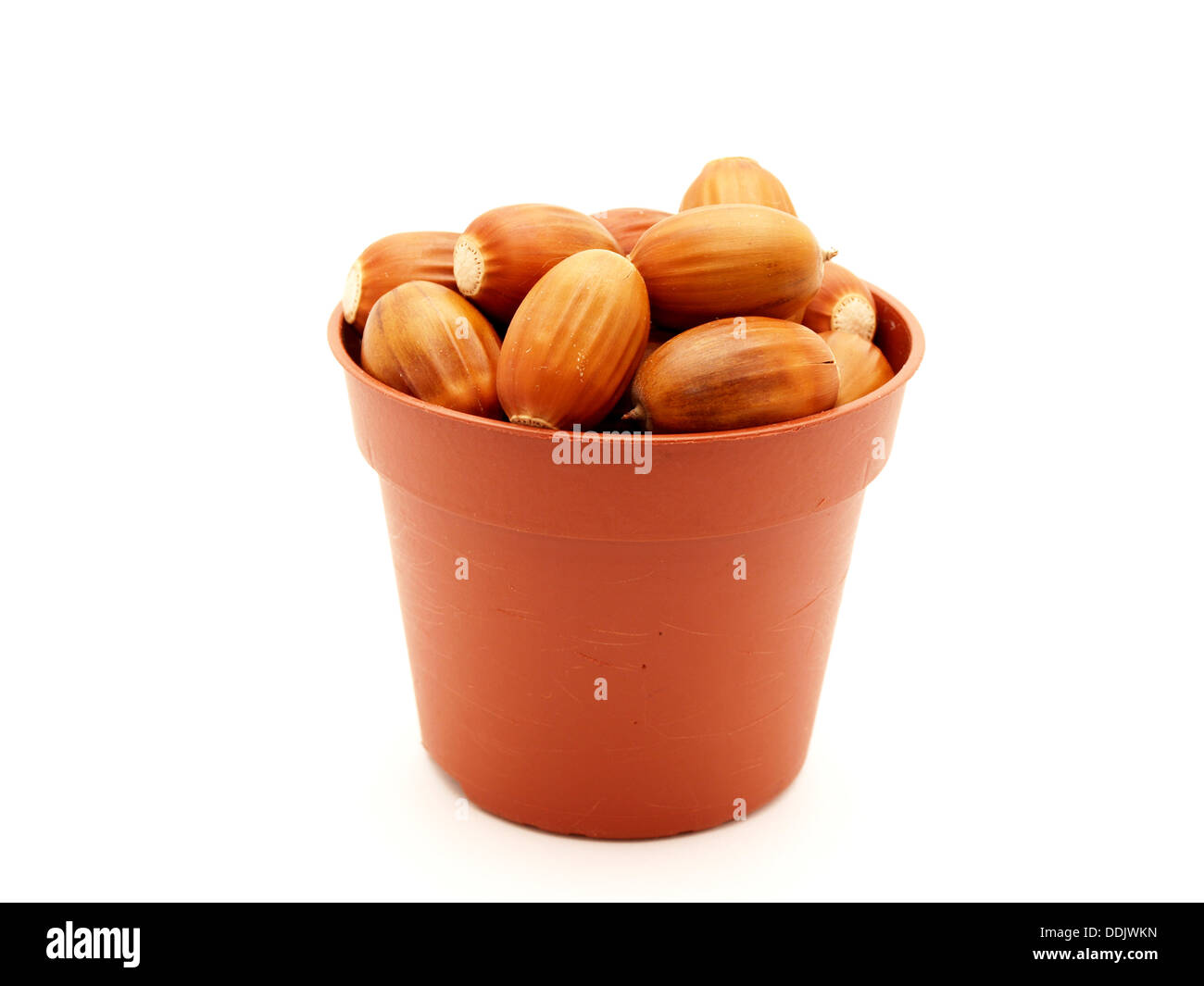 Acorns in a pot on a white background Stock Photo - Alamy