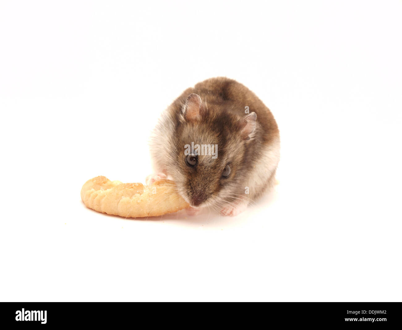 Hamster Eating Cookie