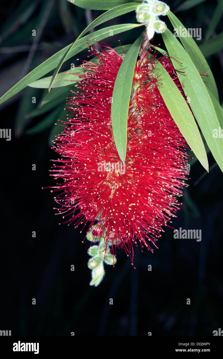 Australian bottlebrush hi-res stock photography and images - Alamy